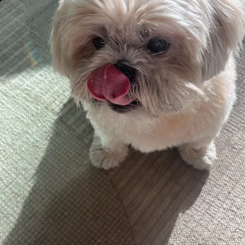 PETSMART - Updated October 2024 - 59 Photos & 133 Reviews - 575 Rohnert ...