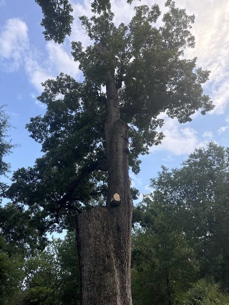 GIRON TREE SERVICE - Updated May 2026 - Lexington Park, Maryland - Tree ...