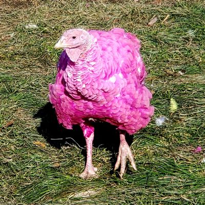 GOZZI’S TURKEY FARMS - Updated January 2026 - 53 Photos & 31 Reviews ...