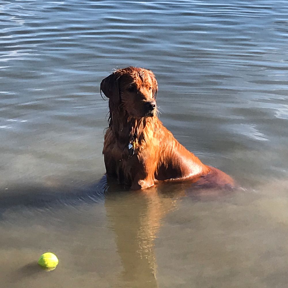 HANK’S K9 SOCIAL CLUB - Updated October 2024 - 15 Photos & 12 Reviews - 815 S Sierra Madre St ...