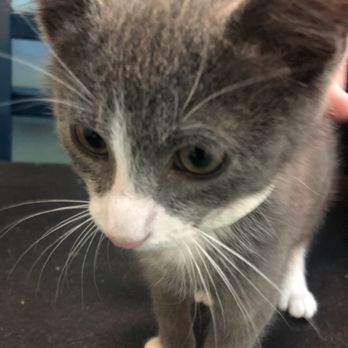 RICHMOND SPCA - Updated December 2025 - 64 Photos & 63 Reviews - 2519 ...