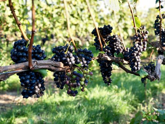 RAD WINERY & CIDERY - Updated March 2025 - 83 Photos & 22 Reviews ...