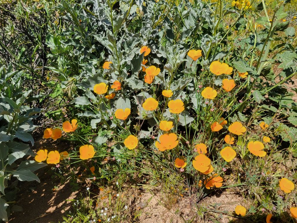 SYCAMORE CANYON WILDERNESS PARK - 296 Photos & 47 Reviews - Sycamore ...