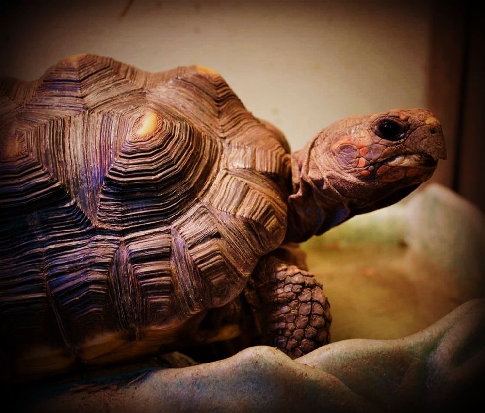 Curious Pets & Curiosities - Updated June 2026 - 25 Photos & 21 Reviews ...