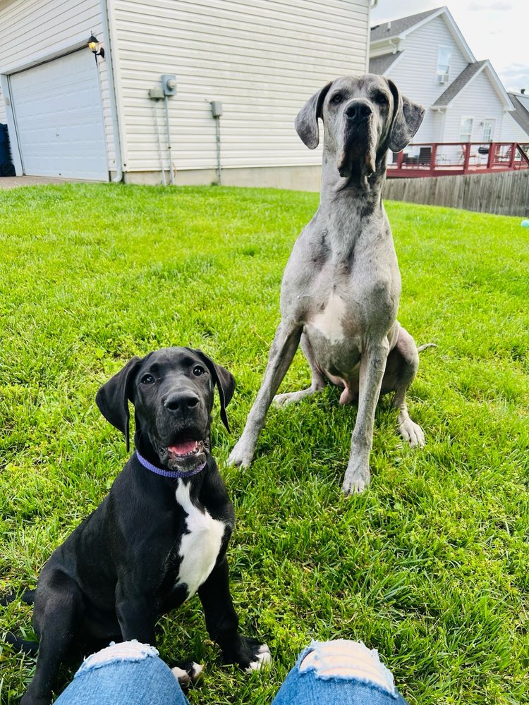 GASLIGHT SQUARE ANIMAL HOSPITAL - Updated June 2026 - 21 Photos & 19 ...