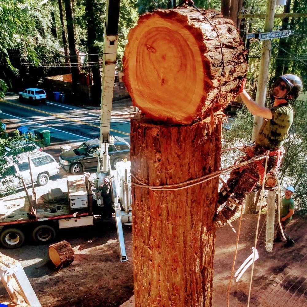 EXTREEME TREE EXPERTS - Updated October 2025 - 10 Photos - Santa Rosa ...