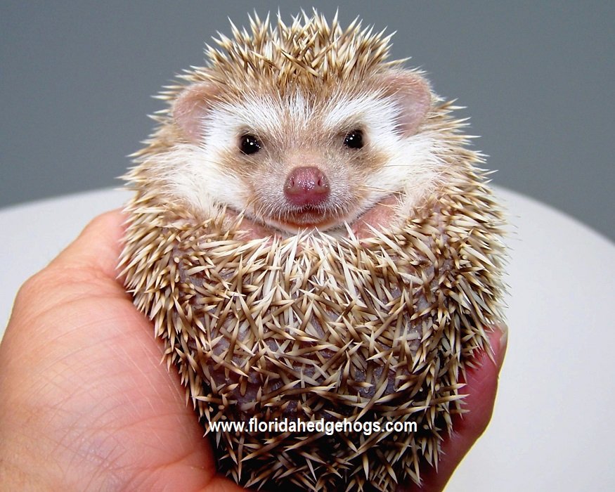 FLORIDA HEDGEHOGS - Updated November 2024 - Middleburg, Florida (32068 ...