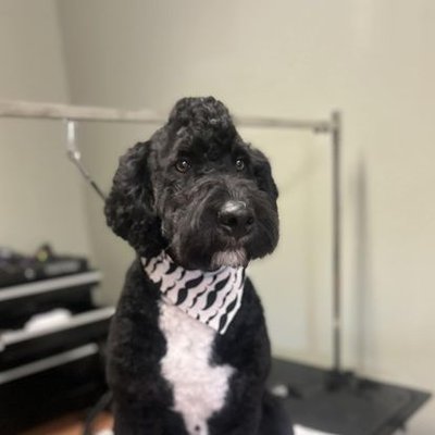 THE NOBLE DOG - Updated December 2025 - 19 Photos - 180 Route 108 ...