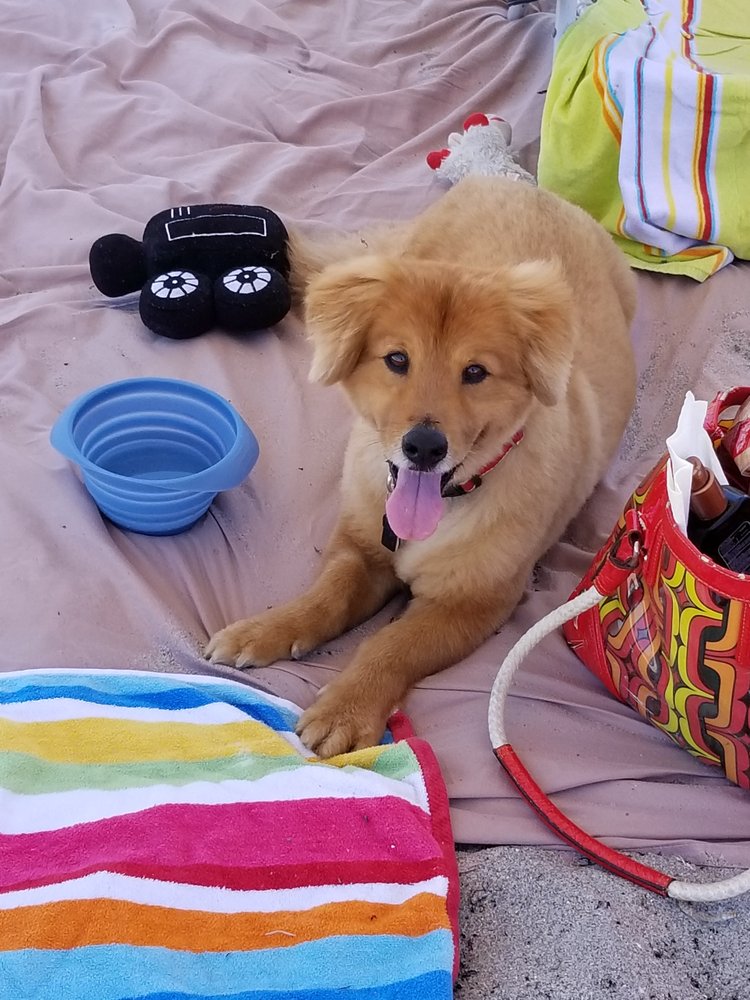 DYNAMITE DOG TRAINING - 98 Photos & 43 Reviews - 1809 S Powerline Rd ...