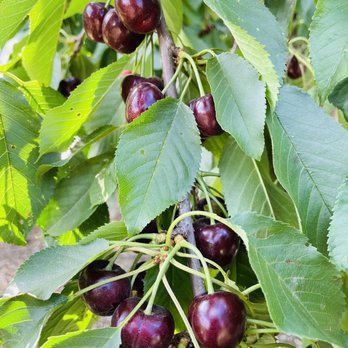 FREITAS CHERRY RANCH - Updated May 2025 - 39 Photos & 50 Reviews - 555 ...