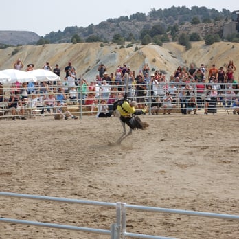 INTERNATIONAL CAMEL & OSTRICH RACES - Updated January 2026 - 31 Photos ...