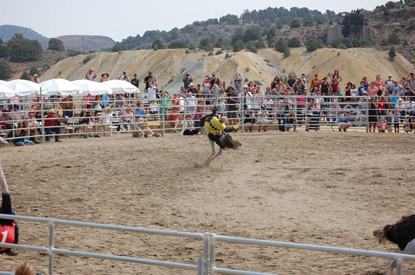 INTERNATIONAL CAMEL & OSTRICH RACES - Updated August 2024 - 20 Photos ...