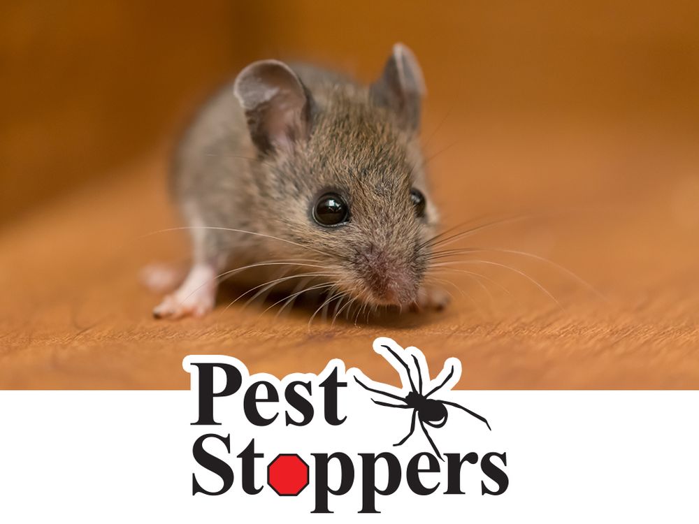 PEST STOPPERS - Updated December 2025 - 7623 Spring Cypress Rd, Spring ...