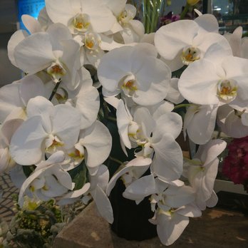 AMADEUS FLOWERS - Updated January 2026 - 37 Photos & 41 Reviews - 1 ...