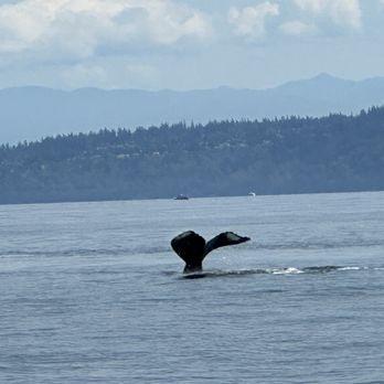 PUGET SOUND EXPRESS - Updated August 2025 - 225 Photos & 87 Reviews ...