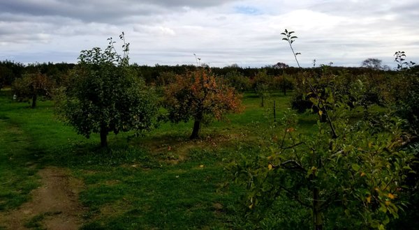 YOUNG FAMILY FARM - Updated December 2025 - 14 Photos & 10 Reviews ...