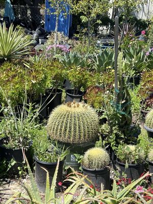 BUENA CREEK NURSERY - Updated December 2025 - 11 Photos & 19 Reviews ...