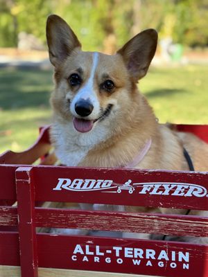 PATCHEN PUMPKIN PATCH - Updated December 2025 - 108 Photos & 46 Reviews ...
