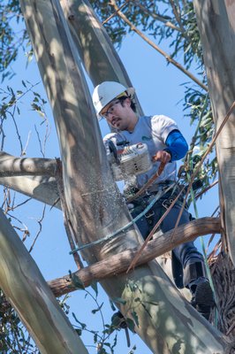 LEWIS TREE SERVICE - Updated September 2025 - 78 Photos & 61 Reviews ...