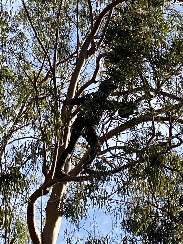 ARBORITE TREE & LANDSCAPE - Updated December 2024 - Lakewood ...