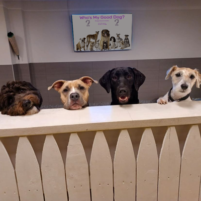 WHO’S MY GOOD DOG - Updated August 2024 - 18 Photos - 7216 13th Ave ...