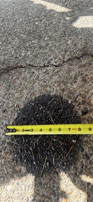 BOWEN SCARFF FORD - Updated December 2025 - 62 Photos & 417 Reviews ...