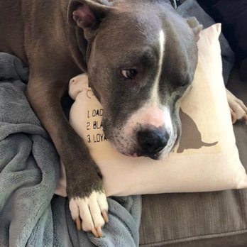 IT’S THE PITS DOG RESCUE - Updated April 2025 - 100 Photos & 78 Reviews ...