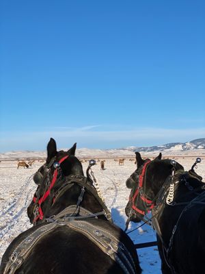 NATIONAL ELK REFUGE SLEIGH RIDES - Updated January 2025 - 151 Photos ...