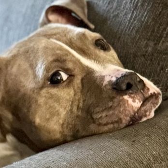 VETERINARY EMERGENCY GROUP - Updated February 2026 - 31 Photos & 15 ...