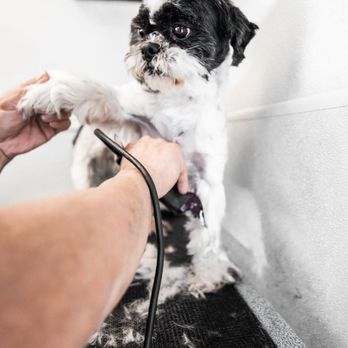 PAWGO - 81 Photos & 126 Reviews - 46 W Hatcher Rd, Phoenix, Arizona ...