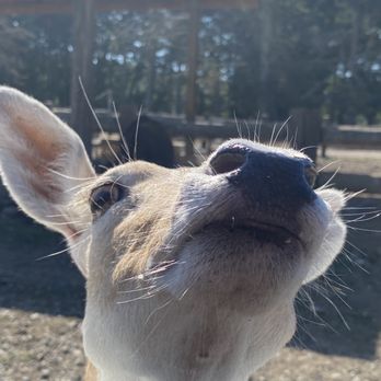 OLYMPIC GAME FARM - Updated May 2025 - 861 Photos & 374 Reviews - 1423 ...