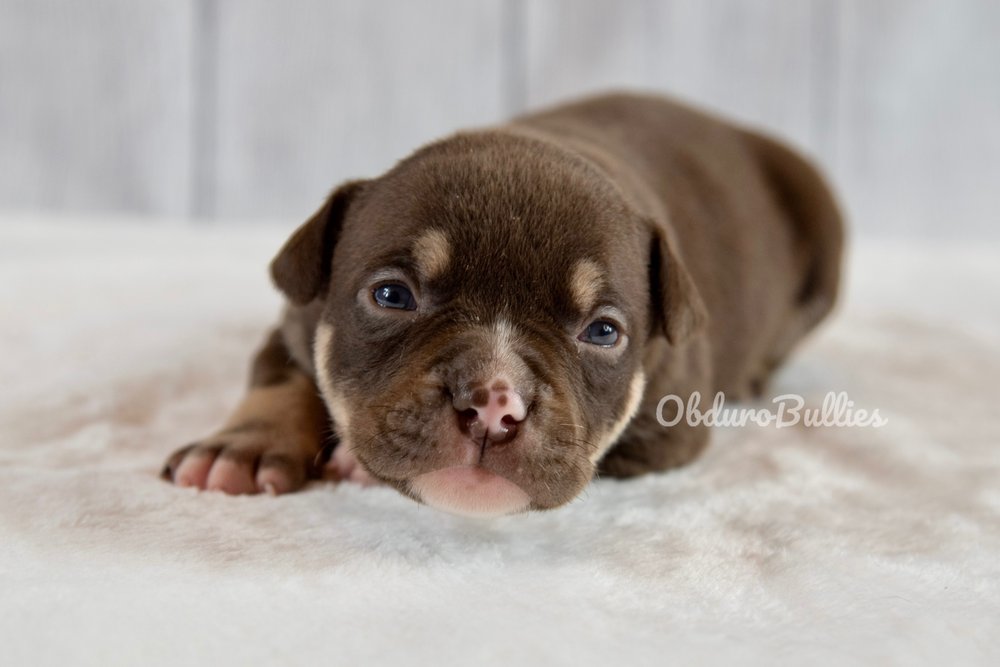 Obduro Bullies - Trusted Since 2023 - Updated July 2025 - 10 Photos ...