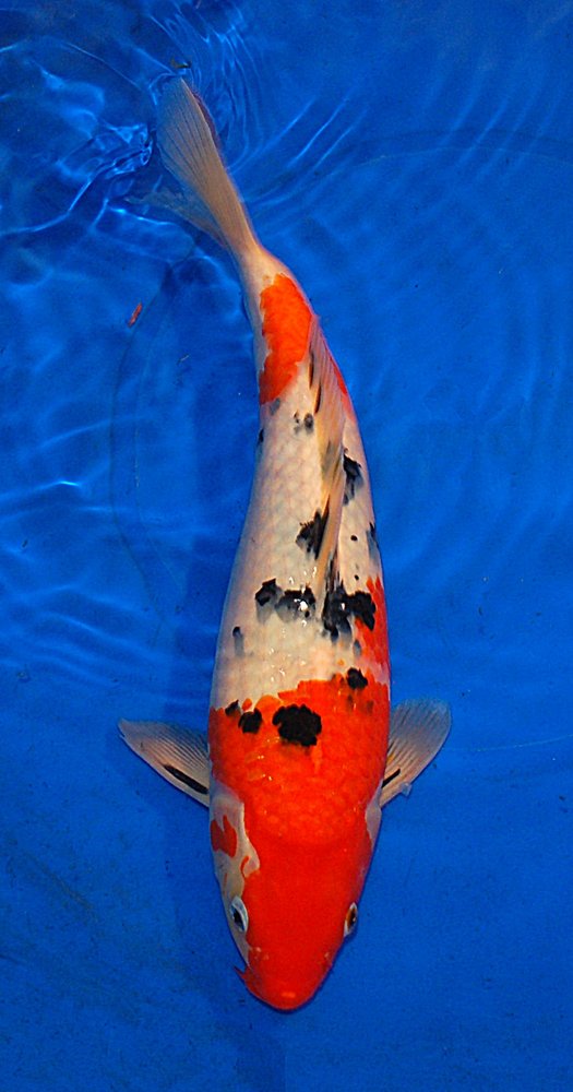 CHEVY’S QUALITY KOI - Updated August 2024 - 29 Photos - 2101 SW 87th Pl ...