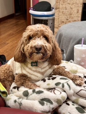 CALIFORNIA DOODLE RESCUE - Updated October 2024 - 14 Photos & 11 ...