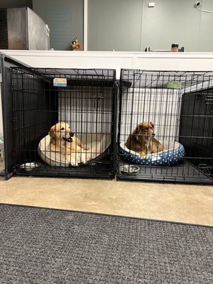 PET BAZAAR NC - Updated January 2026 - 50 Photos & 13 Reviews - 1140 N ...