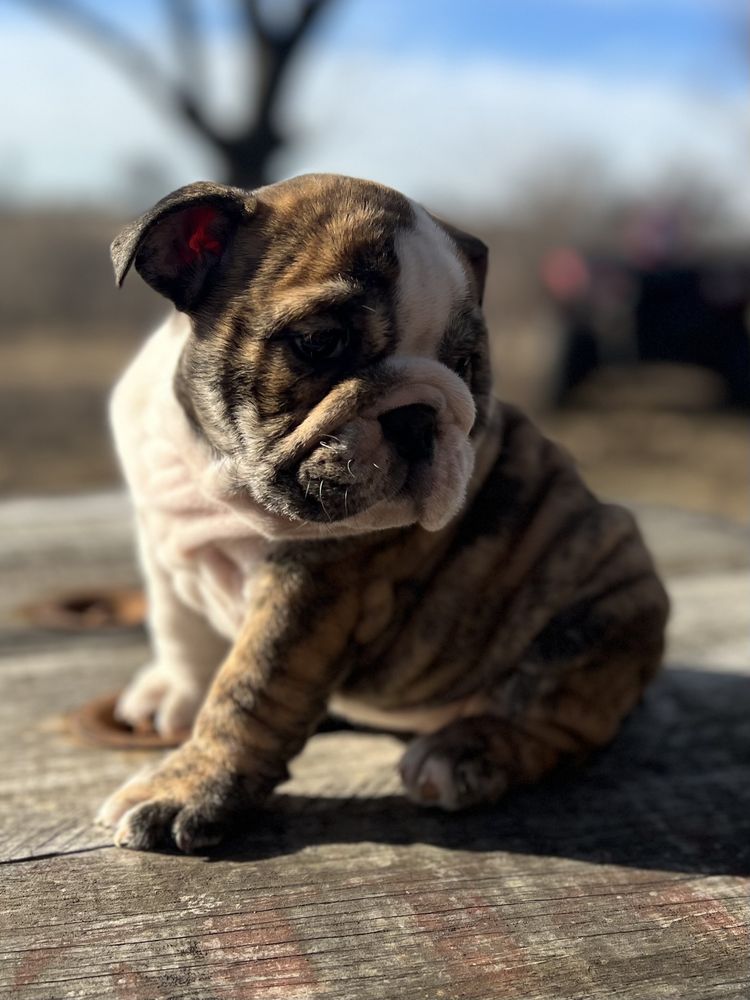 BULLDOG RANCH OF KC - Updated October 2024 - Request Information - 53 ...