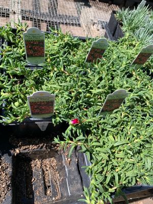 PLANTS OF THE SOUTHWEST - Updated June 2025 - 25 Photos & 29 Reviews ...