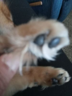 CITY PAWS - Updated November 2024 - 70 Photos & 94 Reviews - 345 15th ...