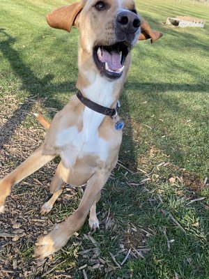 3 DOG FARM - Updated January 2026 - 36 Photos & 13 Reviews - 1736 ...