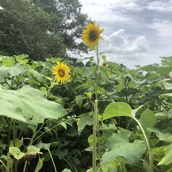 THE ANDERSON SUNFLOWER FARM - Updated May 2026 - 82 Photos & 25 Reviews ...