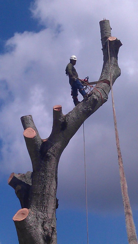 TEJAS TREE TEAM - Updated December 2025 - 39 Photos - 17311 Jui Ln ...