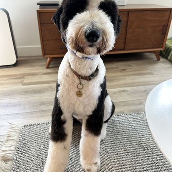 VIP DOG GROOMING - Updated August 2024 - 895 Photos & 663 Reviews ...