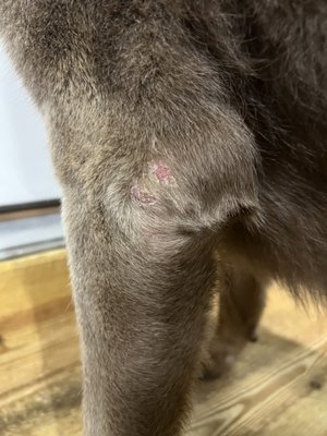 ALL TAILS R WAGGIN - Updated December 2025 - 148 Photos & 82 Reviews ...