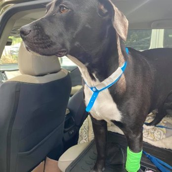 BAY PAWS PET RESORT - Updated December 2025 - 40 Photos & 51 Reviews ...