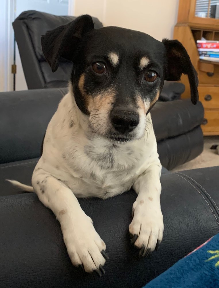 POINT REYES ANIMAL HOSPITAL - Updated November 2025 - 13 Reviews ...