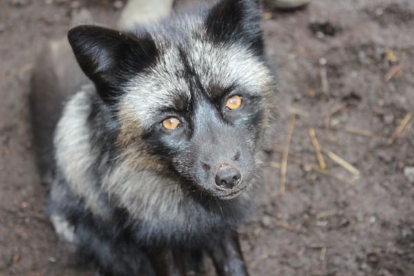 HOO FARM ANIMAL KINGDOM - Updated July 2025 - 69 Photos - Hoo Farm ...