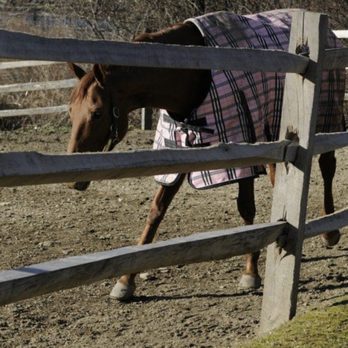 SAGAMORE HILL STABLES - Updated December 2025 - 36 Photos - 929 Fort ...