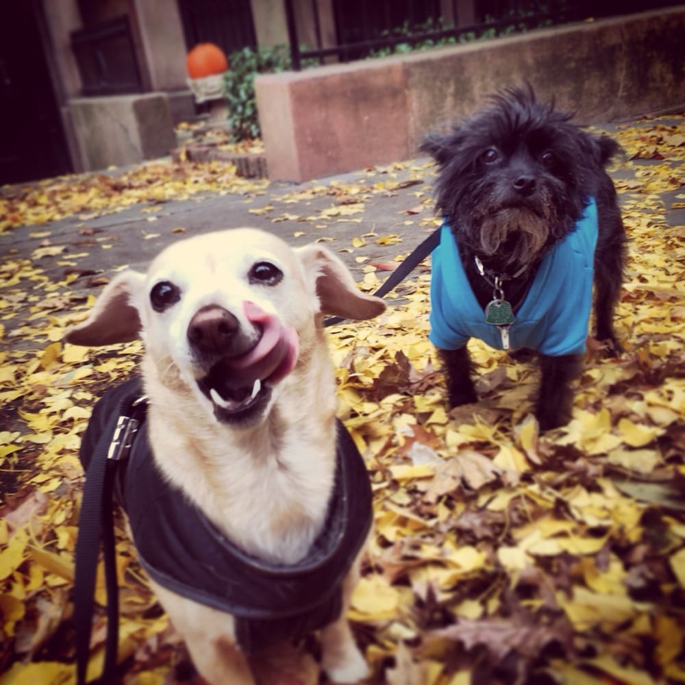 TANGO PETS - Updated January 2026 - 180 Prospect Pl, Brooklyn, New York ...