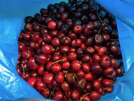 CHERRY AVENUE AUCTION - 92 Photos & 38 Reviews - Auction Houses - 4640 ...