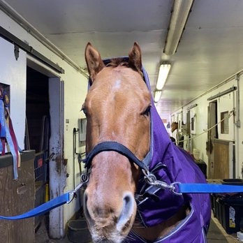 VICTORY STABLES - Updated October 2025 - 78 Photos & 12 Reviews - 121 ...